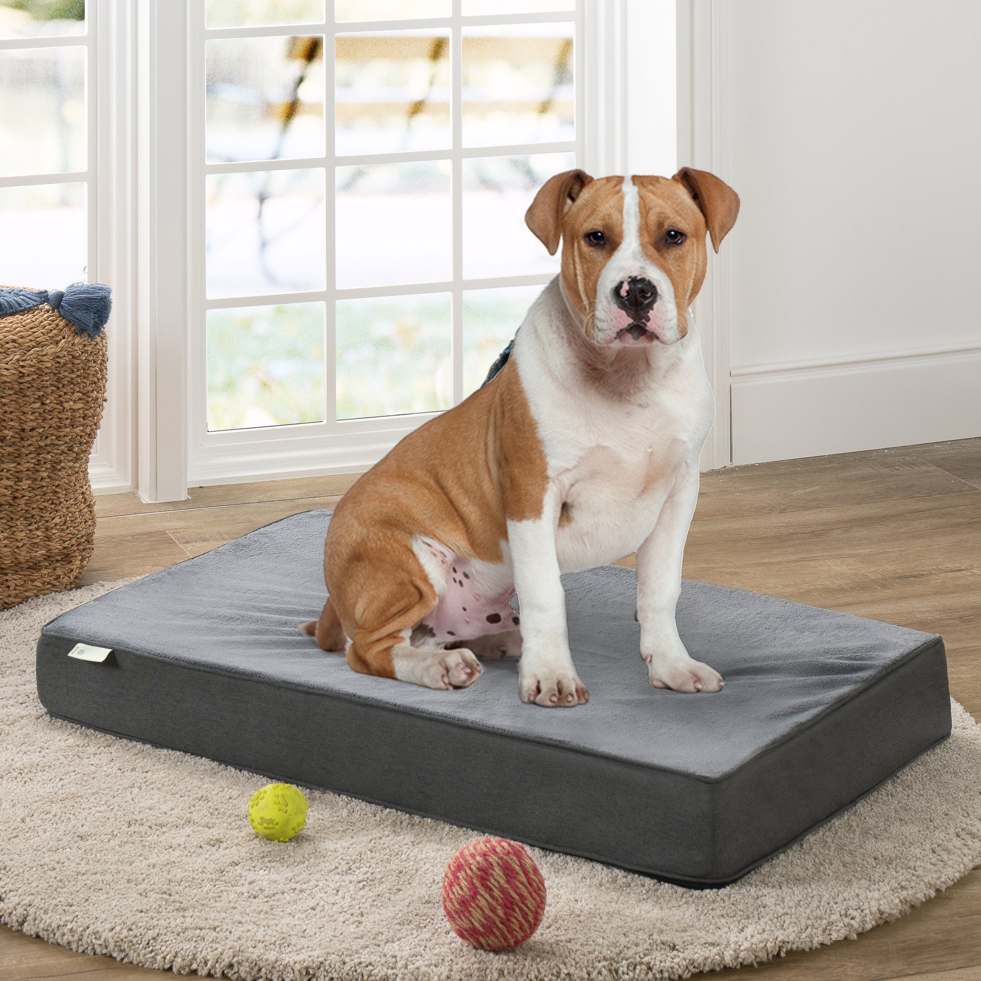 Surprising Large Memory Foam Dog Bed Photos